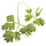 Olika kryddor - Lär dig om olika kryddsorter | Coop